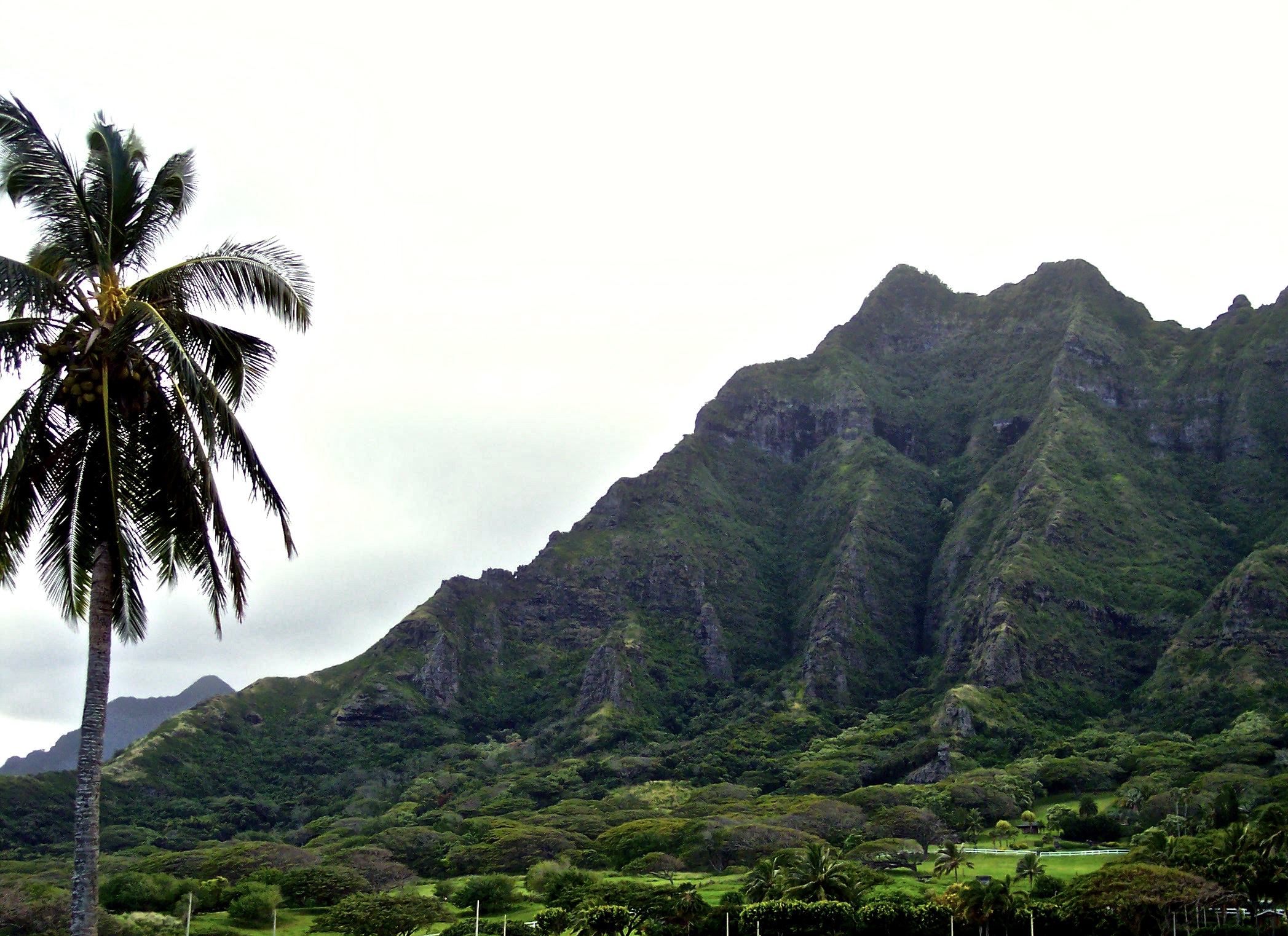 Green Hawaii | Shutterbug